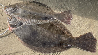 Tips for Spring Flounder Fishing - TackleDirect