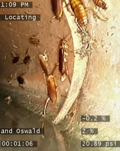 What’s inside your sewer 13? Roaches Lots of Roaches - Insight Vision