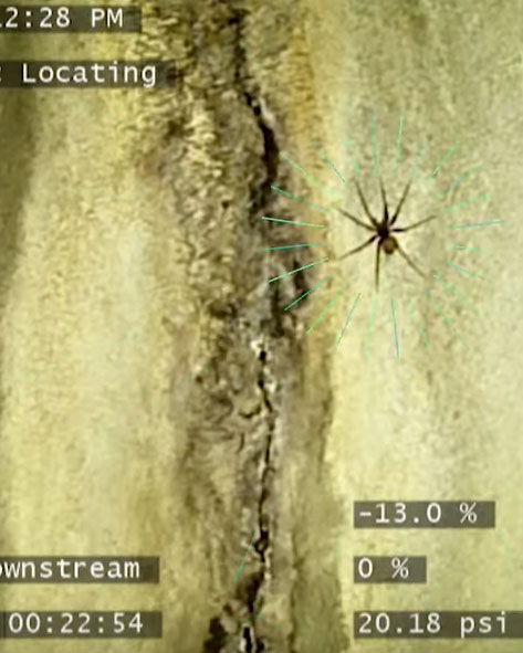 What’s inside your sewer 12? What Kind of Spider is that? - Insight Vision