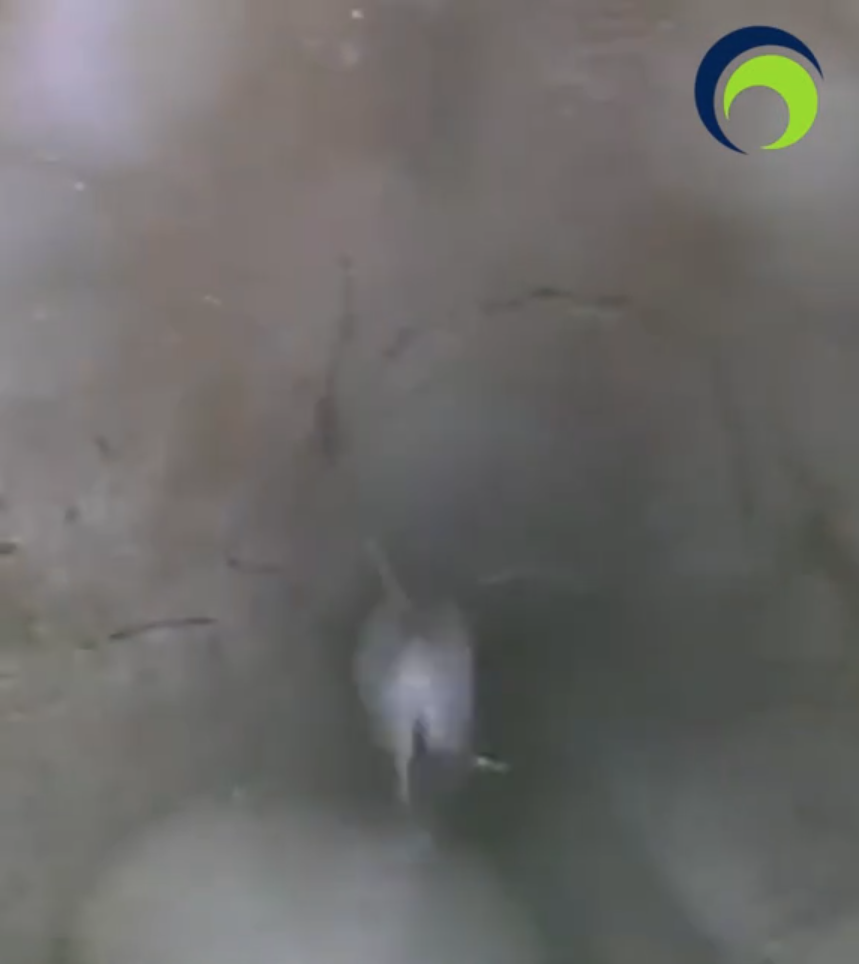 What's inside your sewer 19? Extremely Athletic Rats - Insight Vision