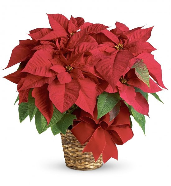 Everything You Need to Know About Poinsettias - Gidas Flowers