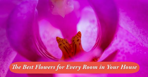 The Best Flowers for Every Room in Your House - Gidas Flowers