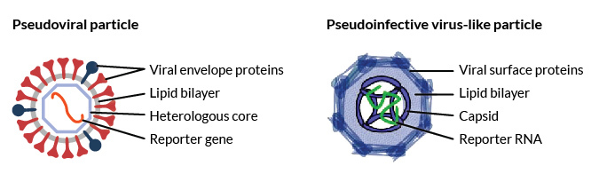 Reporter Virus Particles