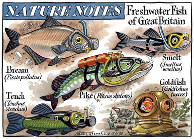 39698342-Nature Notes. Freshwater Fish of Great Britain - The Times ...