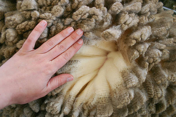 Sheepskins Benefit Year Round: - PRESSURE SORE PREVENTION & TREATMENT