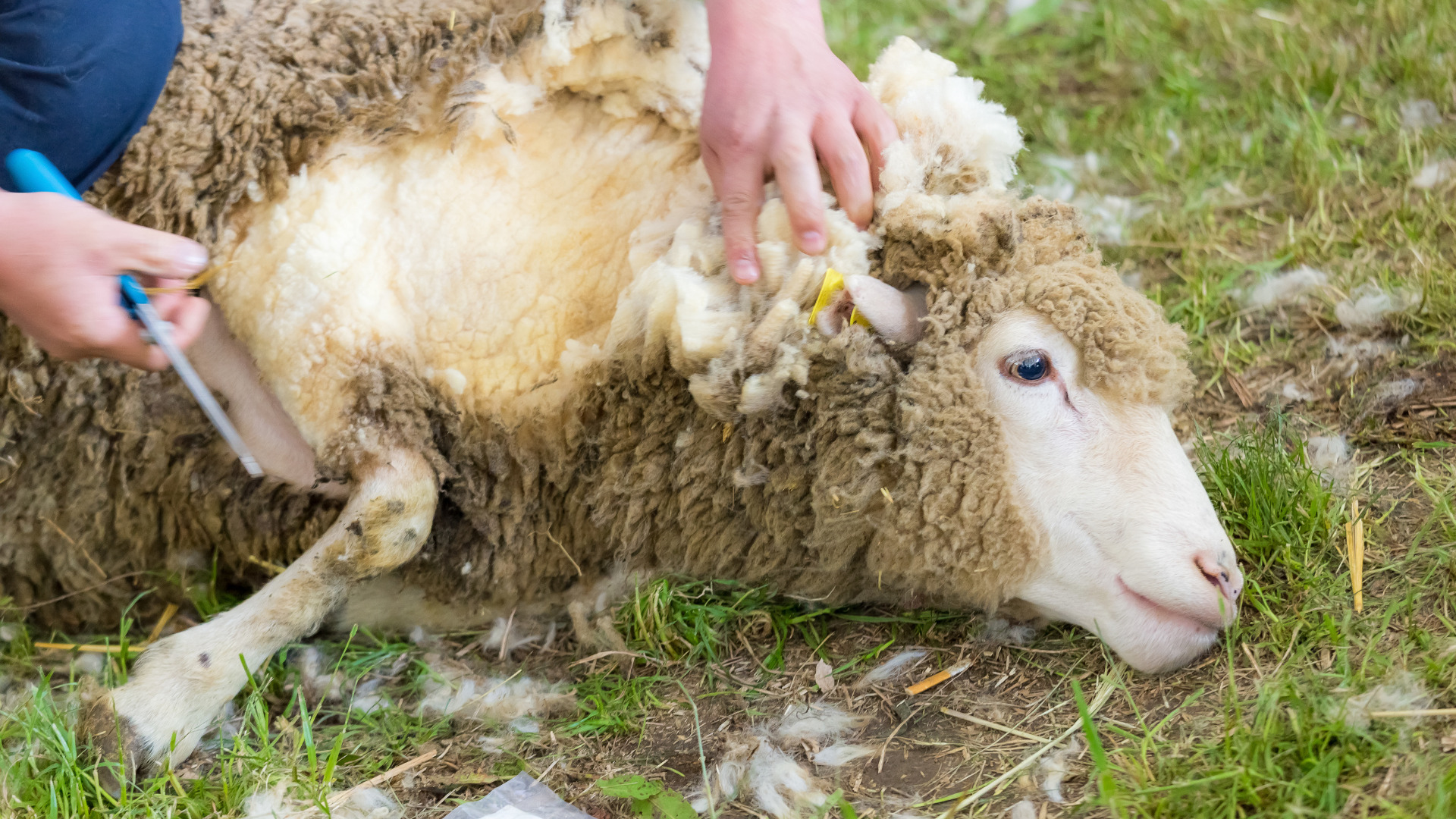 What Is Wool and What Makes It So Special? - PRESSURE SORE PREVENTION ...
