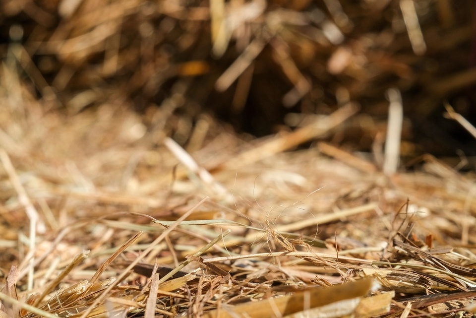 A Look at Proper Hay Sampling Techniques - AMS, Inc.