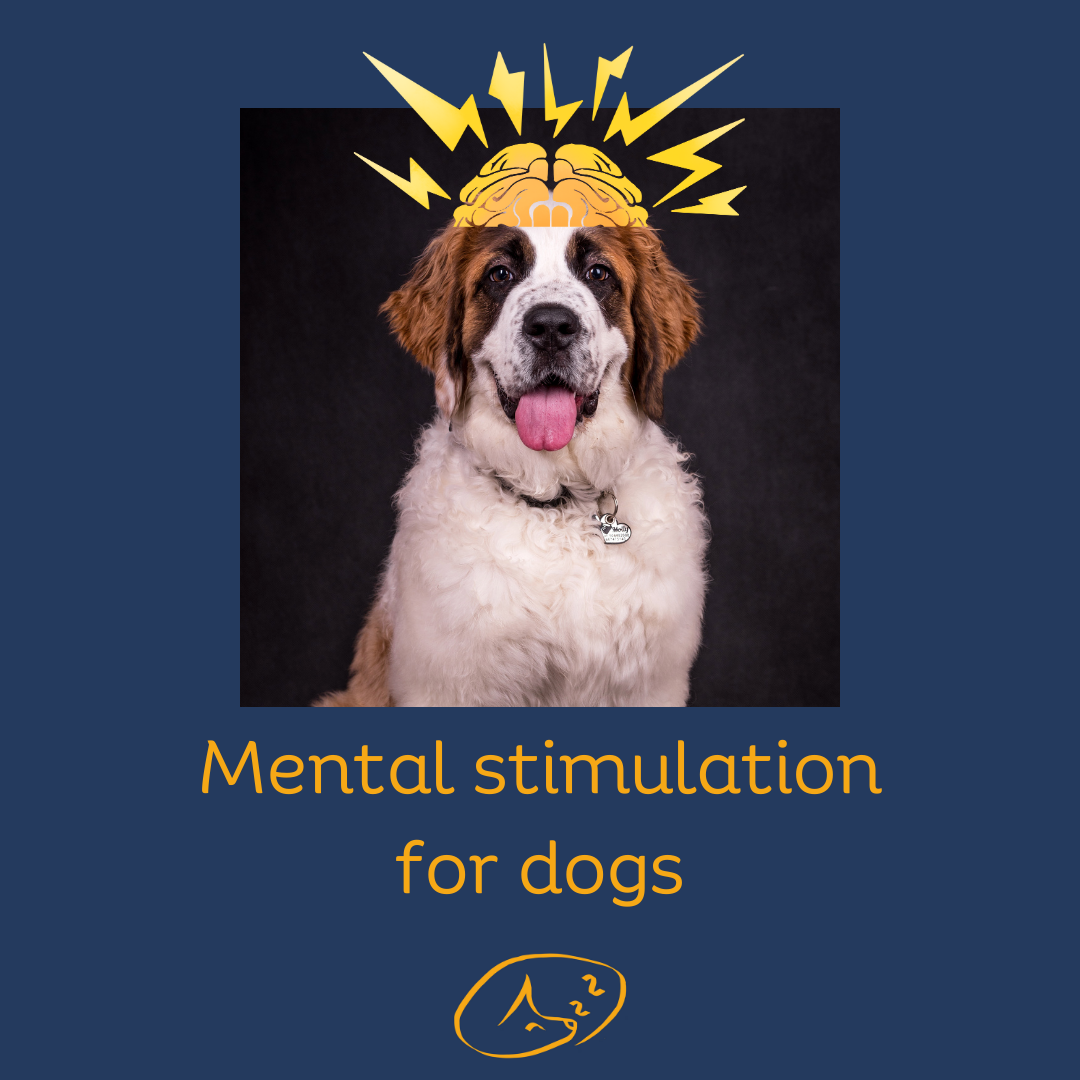 Mental stimulation for dogs - Canuzzo