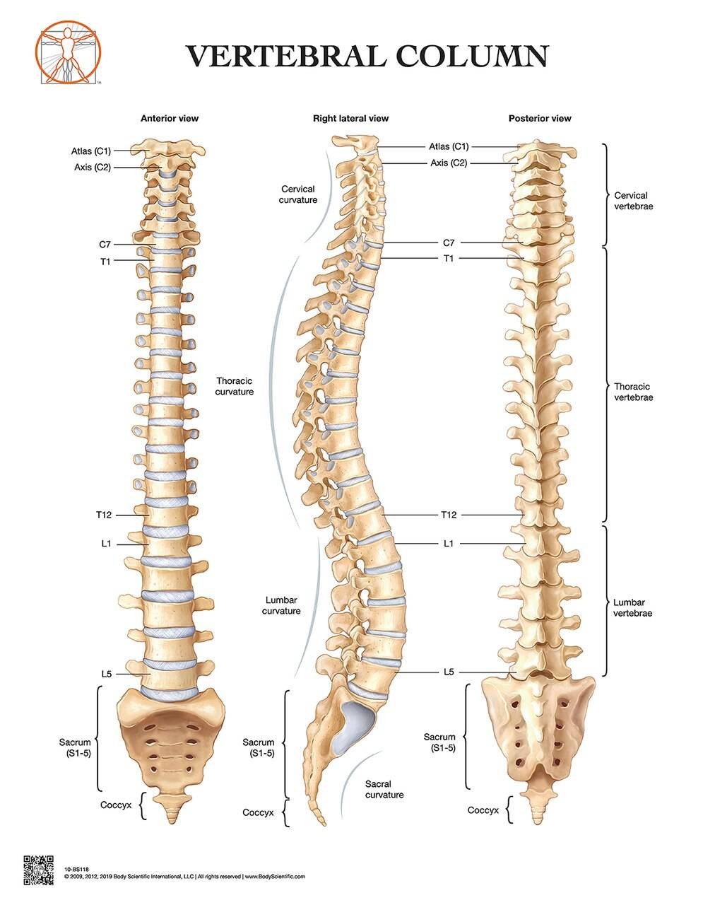 Anatomical Chart Company - Vertebral Column Anatomical Chart