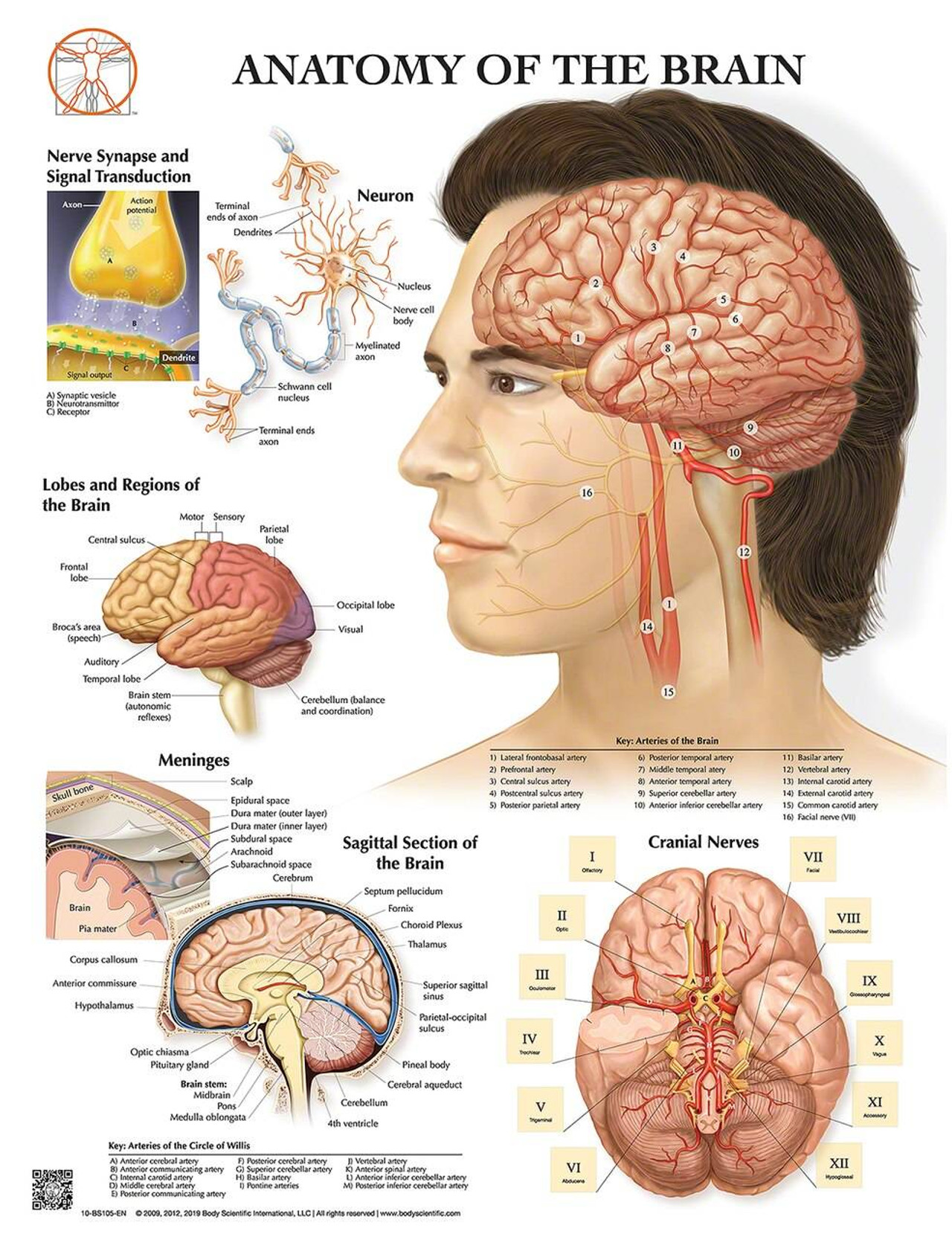 Anatomy Chart Brain