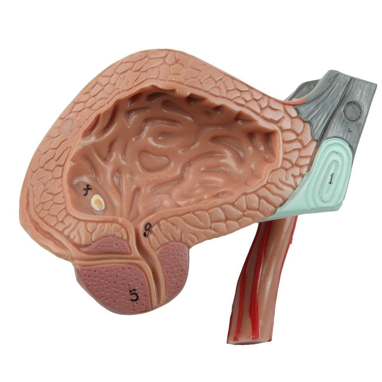 Axis Scientific - 4-Part Median Section Male Pelvis Anatomy Model
