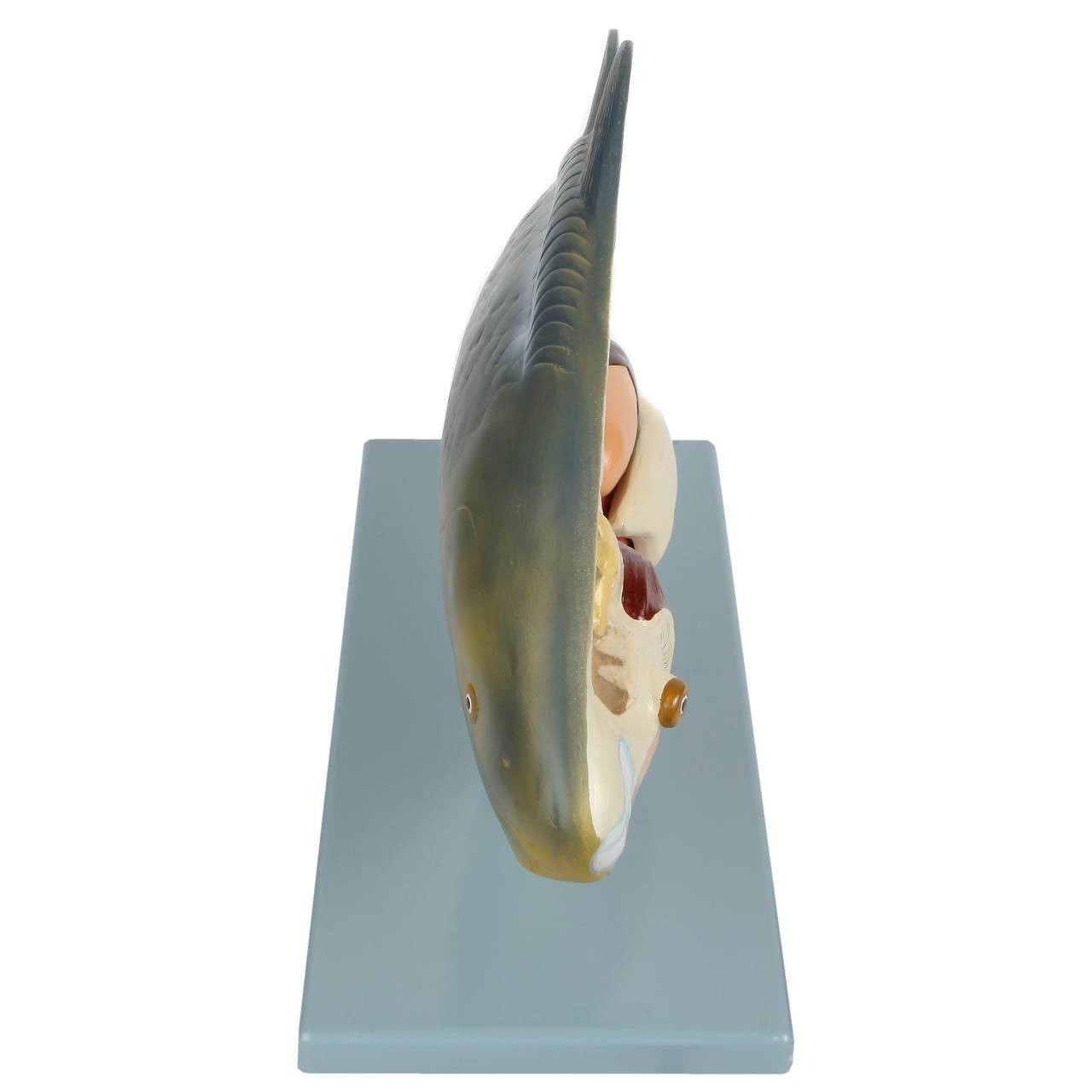 Anatomy Lab - Carp Fish (Cyprinus carpio) Anatomy Model