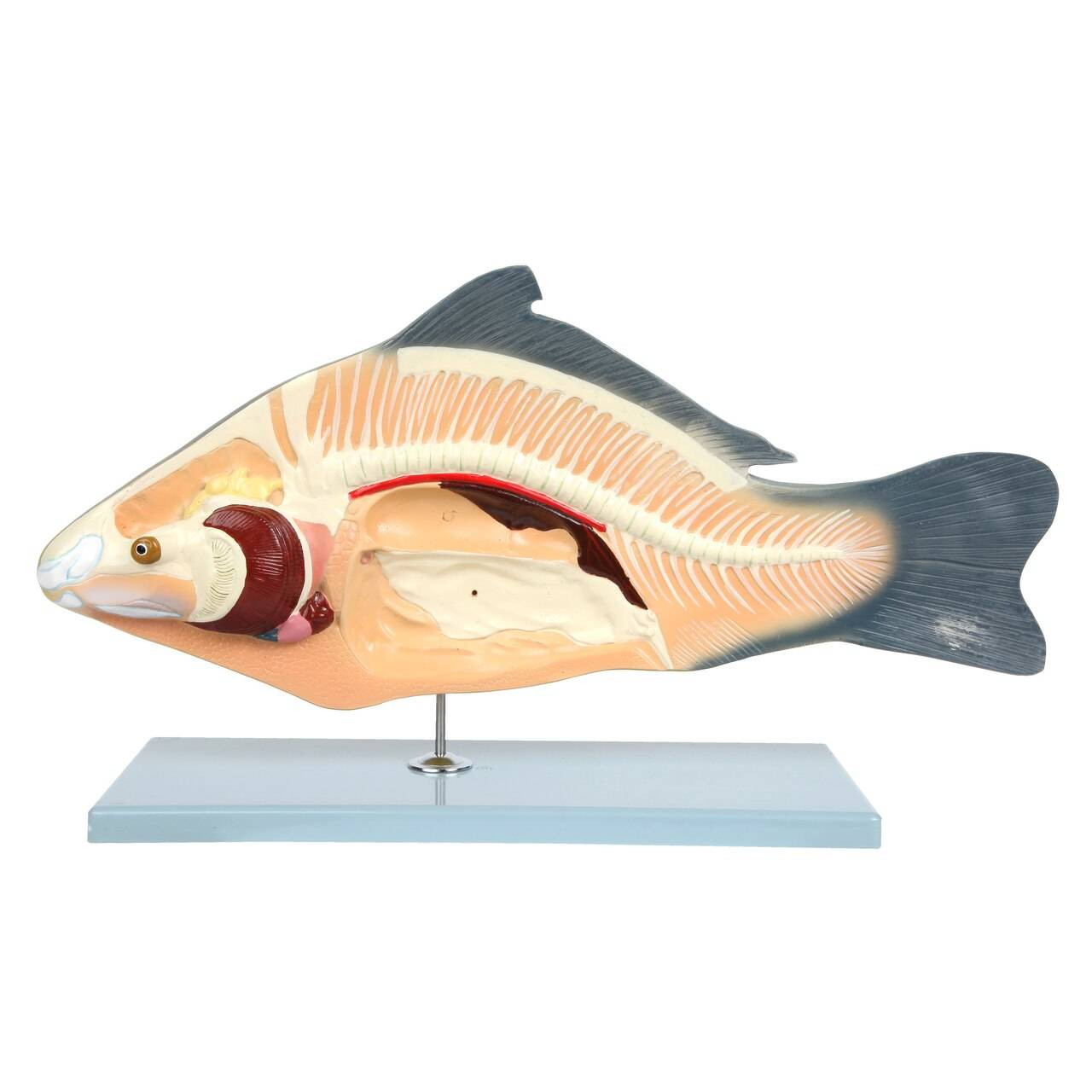 Anatomy Lab - Carp Fish (Cyprinus carpio) Anatomy Model