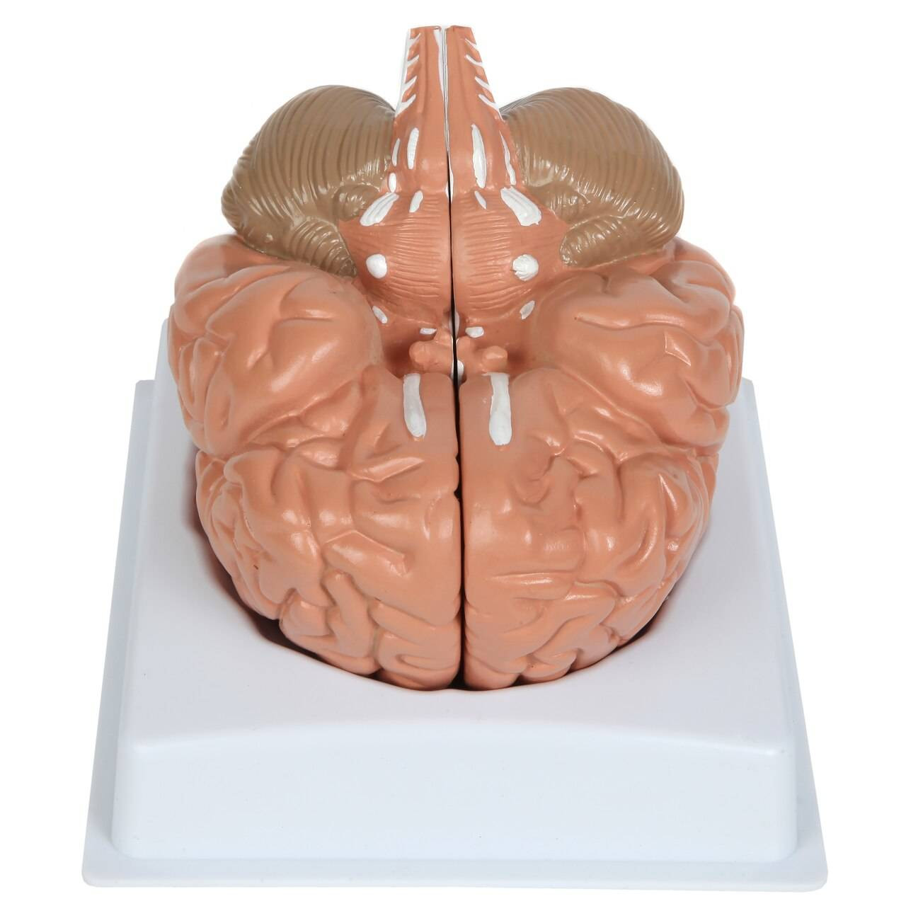 Anatomy Lab - Basic 2-Part Brain Model Anatomy Model