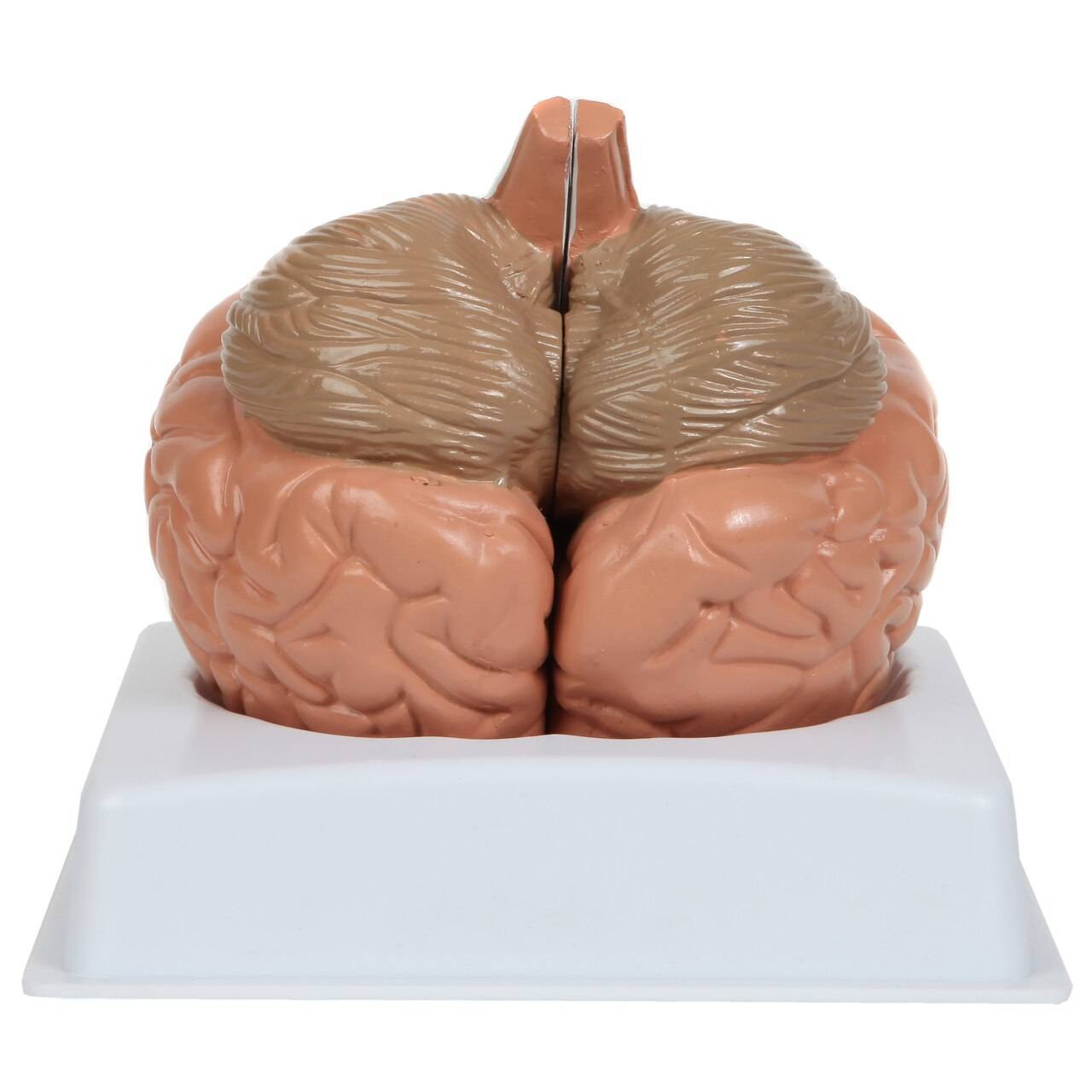 Anatomy Lab - Basic 2-Part Brain Model Anatomy Model
