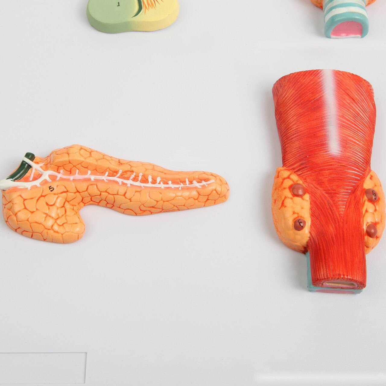 Axis Scientific Complete Endocrine Gland Set Anatomy Model | Anatomy ...