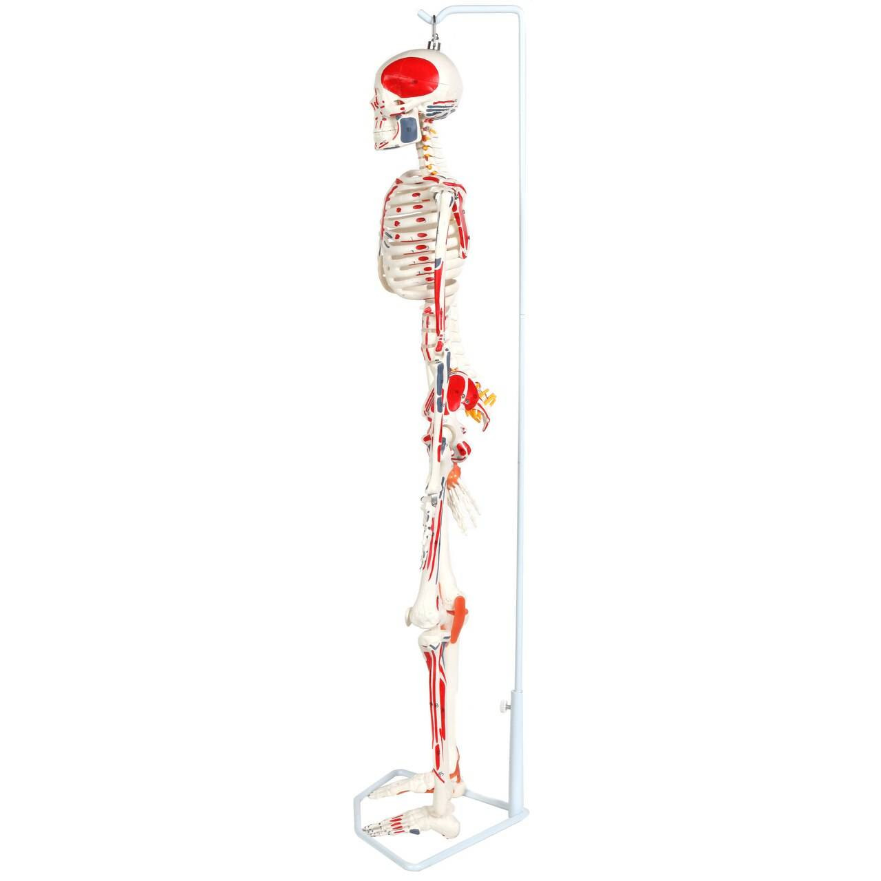 Anatomy Lab Miniature Human Skeleton Anatomy Model with Ligaments ...