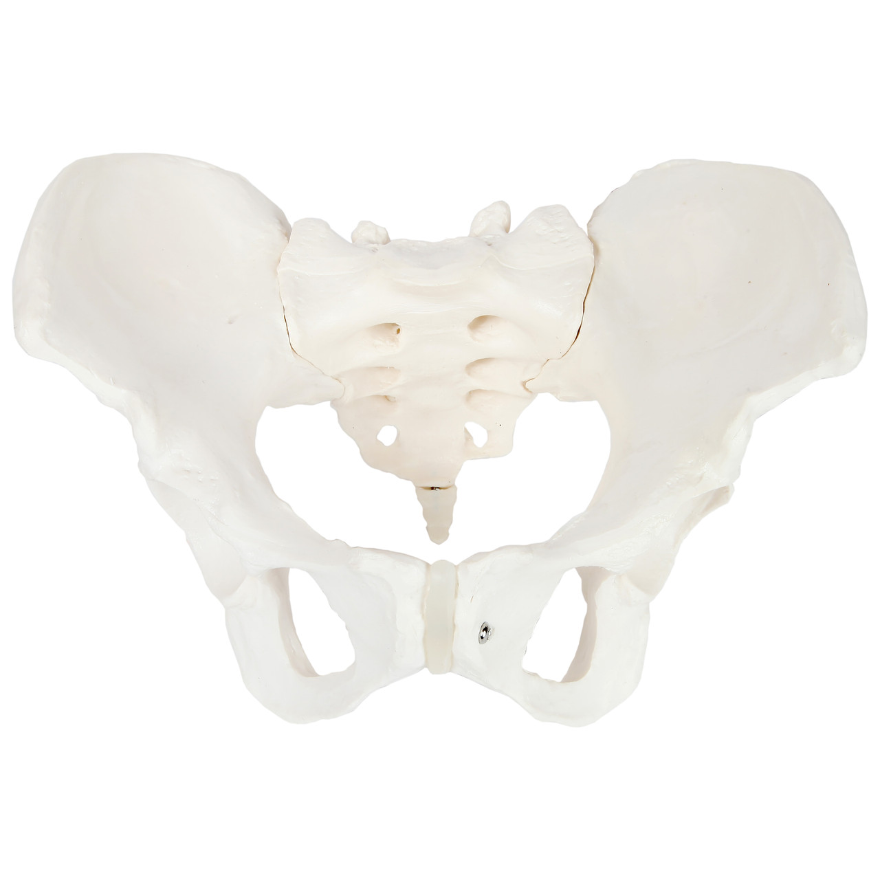 Axis Scientific - Female Pelvis Set - Fixed and Articulating Anatomy Models