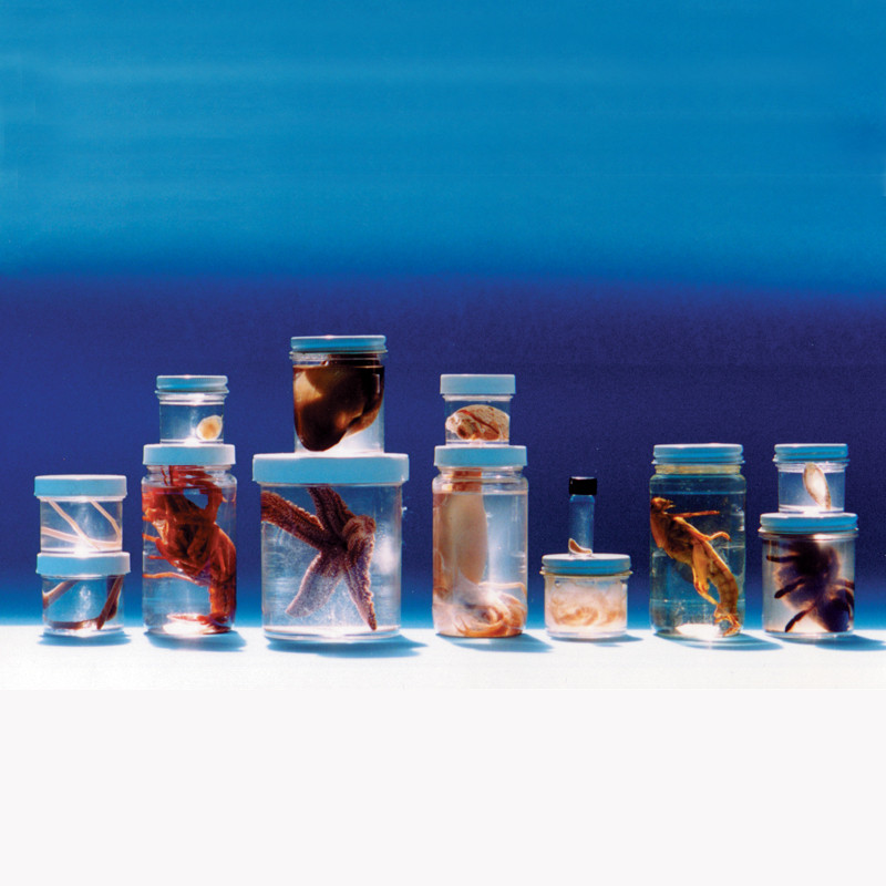 13 Preserved Invertebrate Specimens | Anatomy Lab