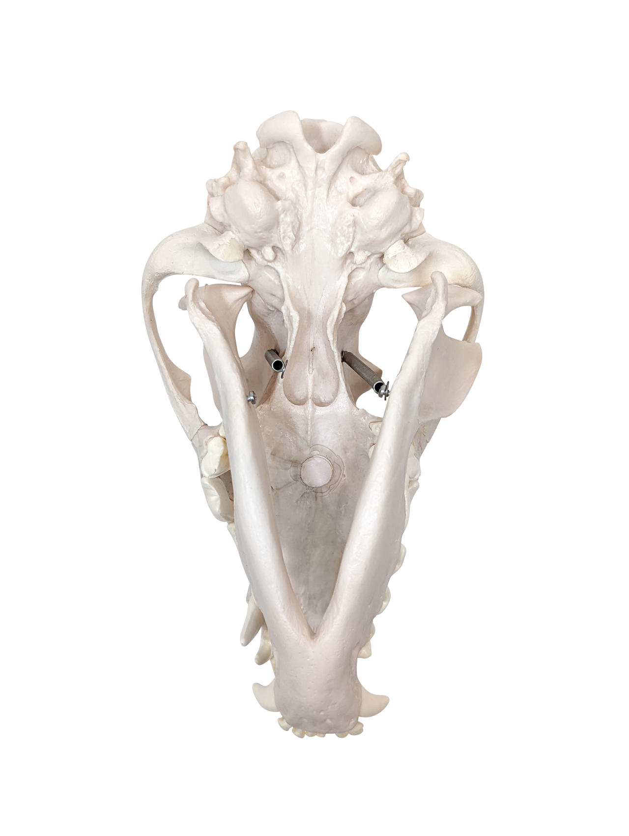 Axis Scientific Disarticulated Dog Skeleton | Anatomy Warehouse