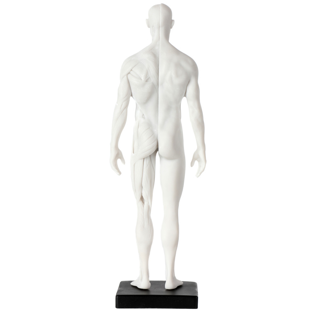 Axis Scientific Male Anatomical Sculpting Model with Muscles | Anatomy ...