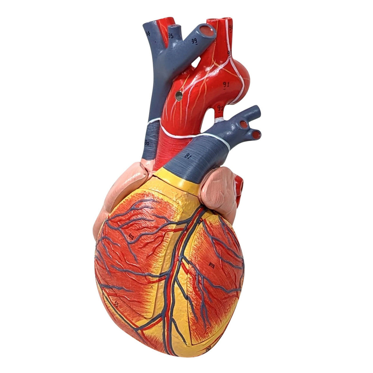 Axis Scientific 15-Part Laryngeal Cardiopulmonary Anatomy Model ...