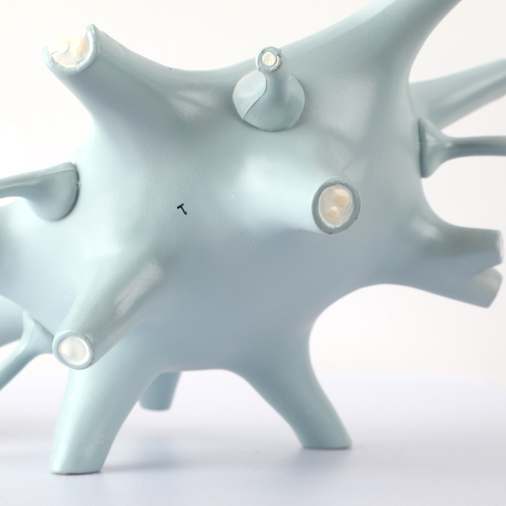 Axis Scientific - Two-Part Neuron Model with Dendrite and Axon