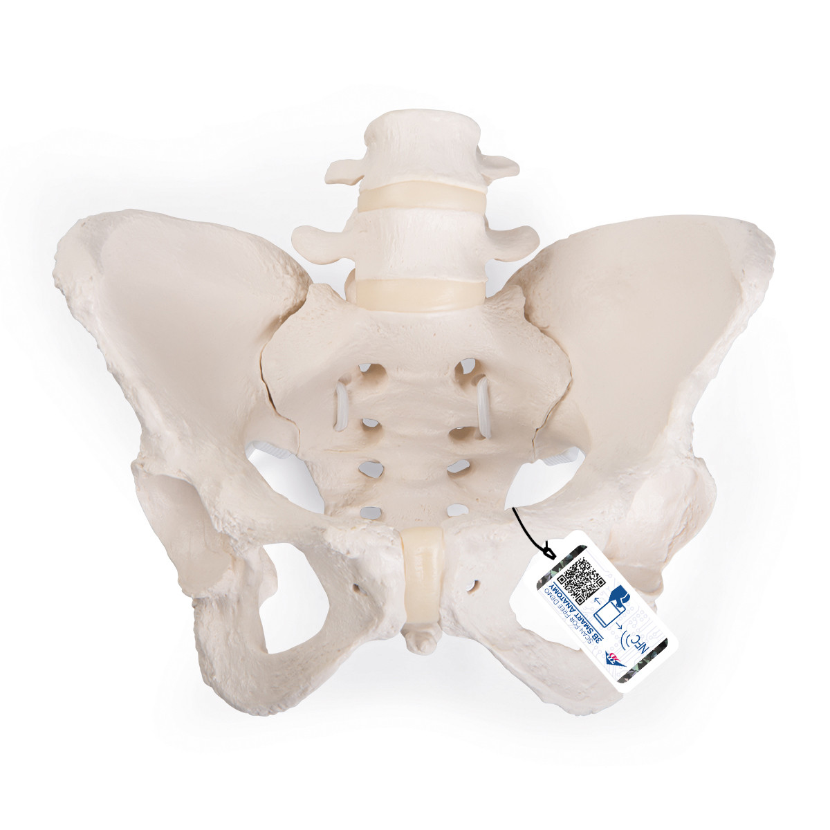 3B Scientific Flexible Human Female Pelvis Anatomy Model, Flexibly ...