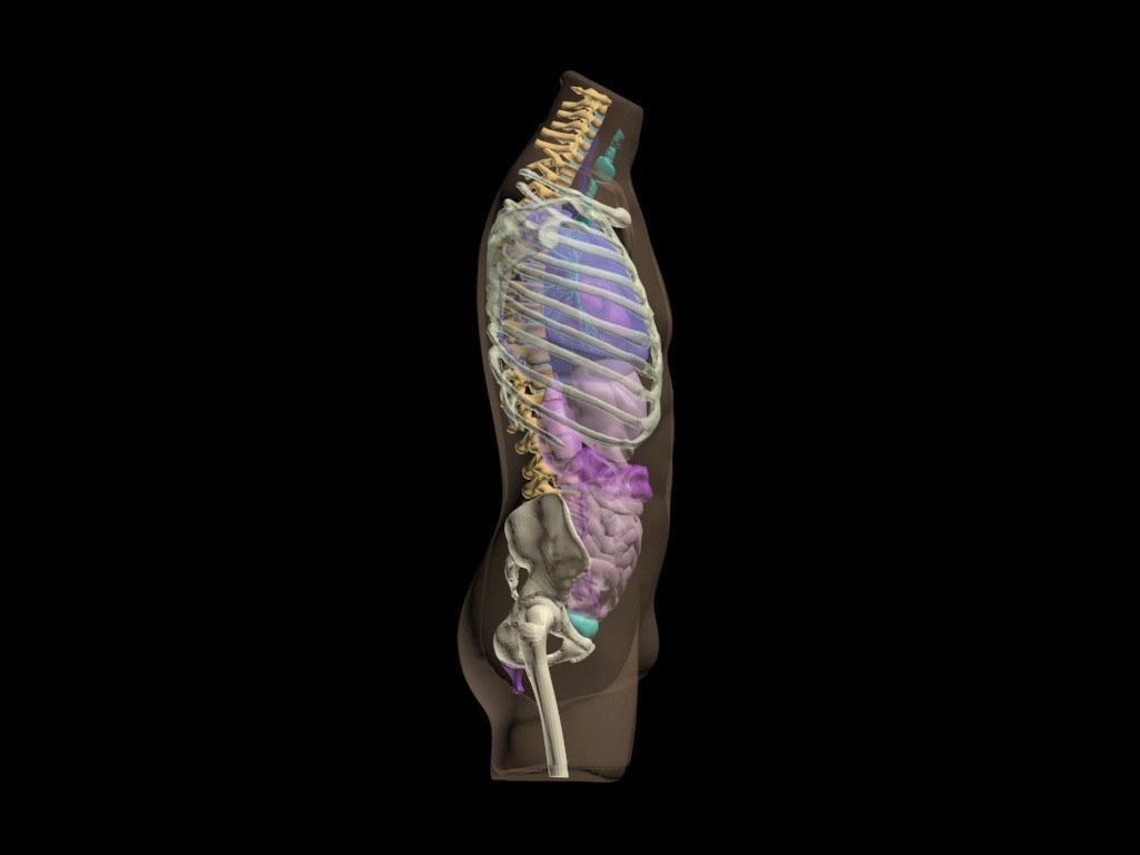 True Phantom Adult Male Human Torso Phantom Model | Anatomy Warehouse