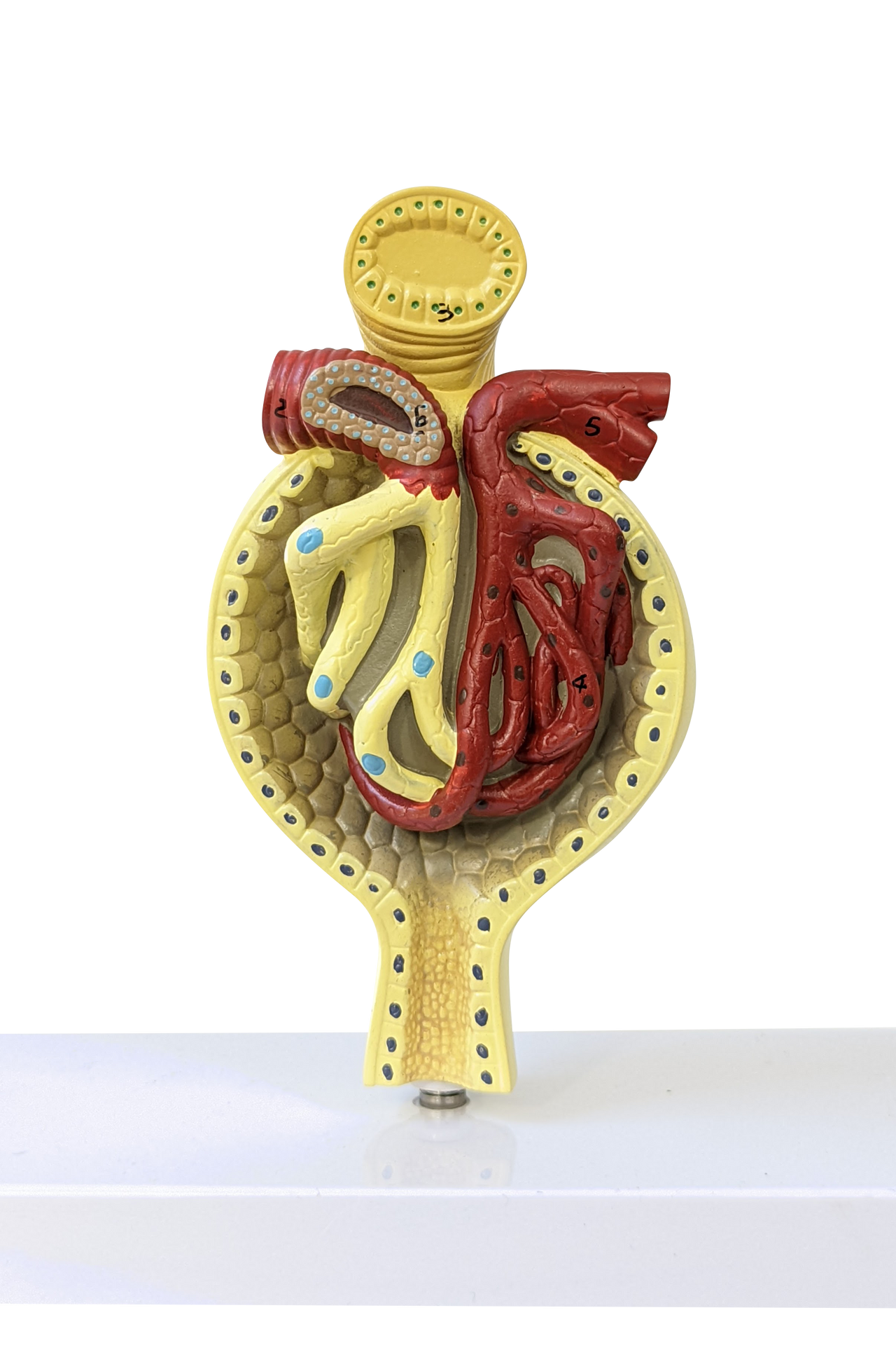 Axis Scientific Kidney Model with Nephrons and Glomerulus | Anatomy ...