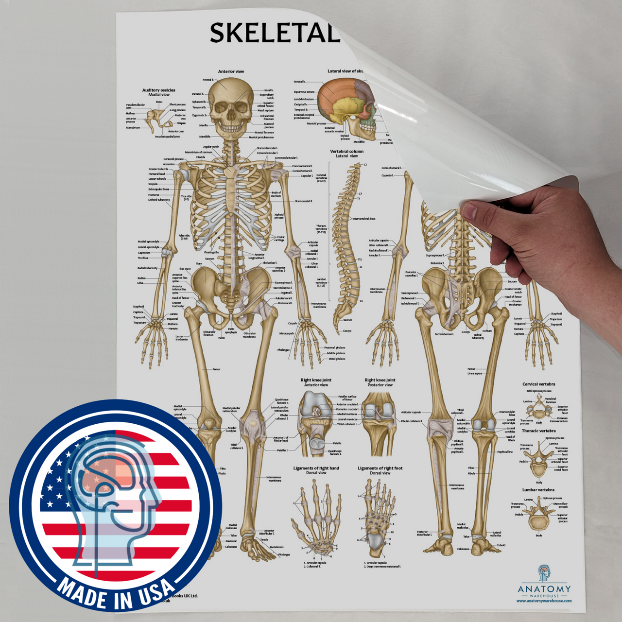 Anatomy Lab - The Skeletal System Laminated Poster