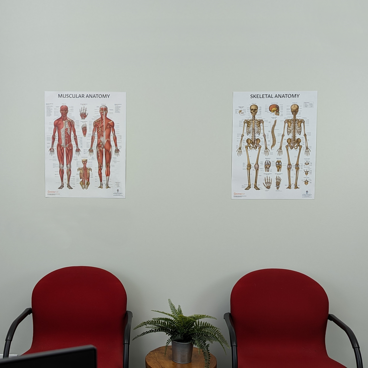 Anatomy Lab - The Skeletal and Muscular System Laminated Poster Set