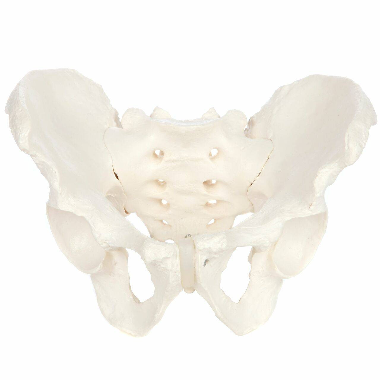 Axis Scientific - Female Pelvis Set - Fixed and Articulating Anatomy Models