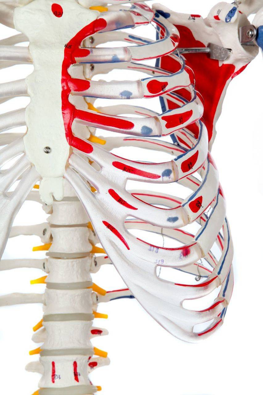 Axis Scientific Muscle Painted and Numbered Life-Size Human Skeleton ...