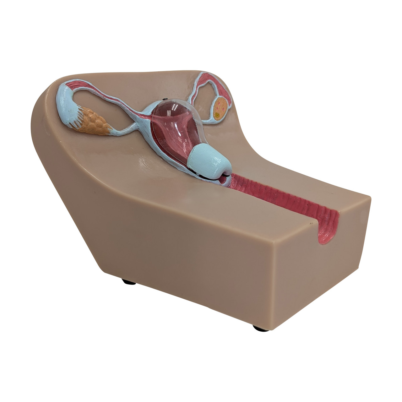 Anatomy Lab - Get Your IUD Insertion Practice Model I