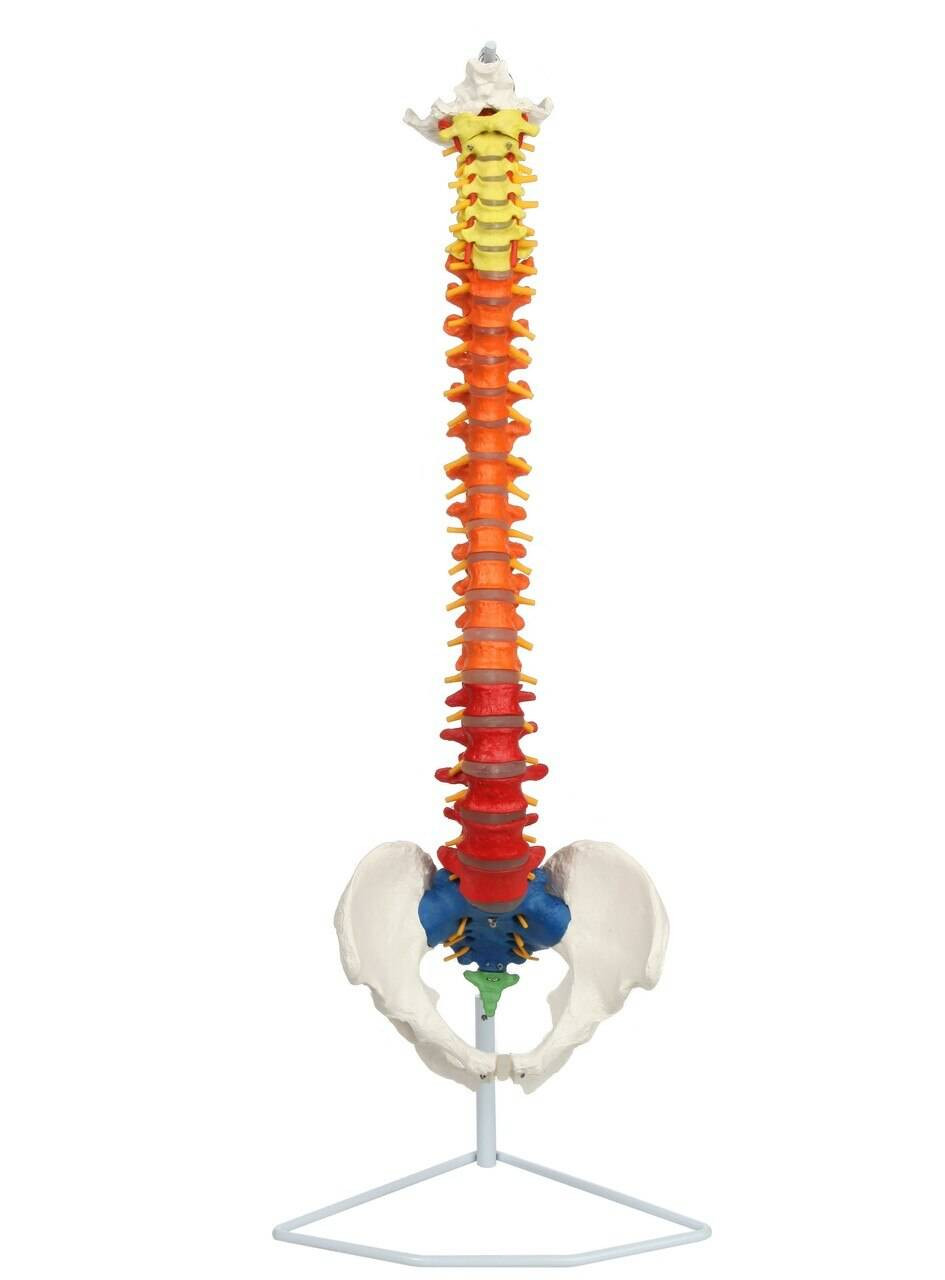 Axis Scientific Didactic Premium Flexible Vertebral Column | Anatomy ...