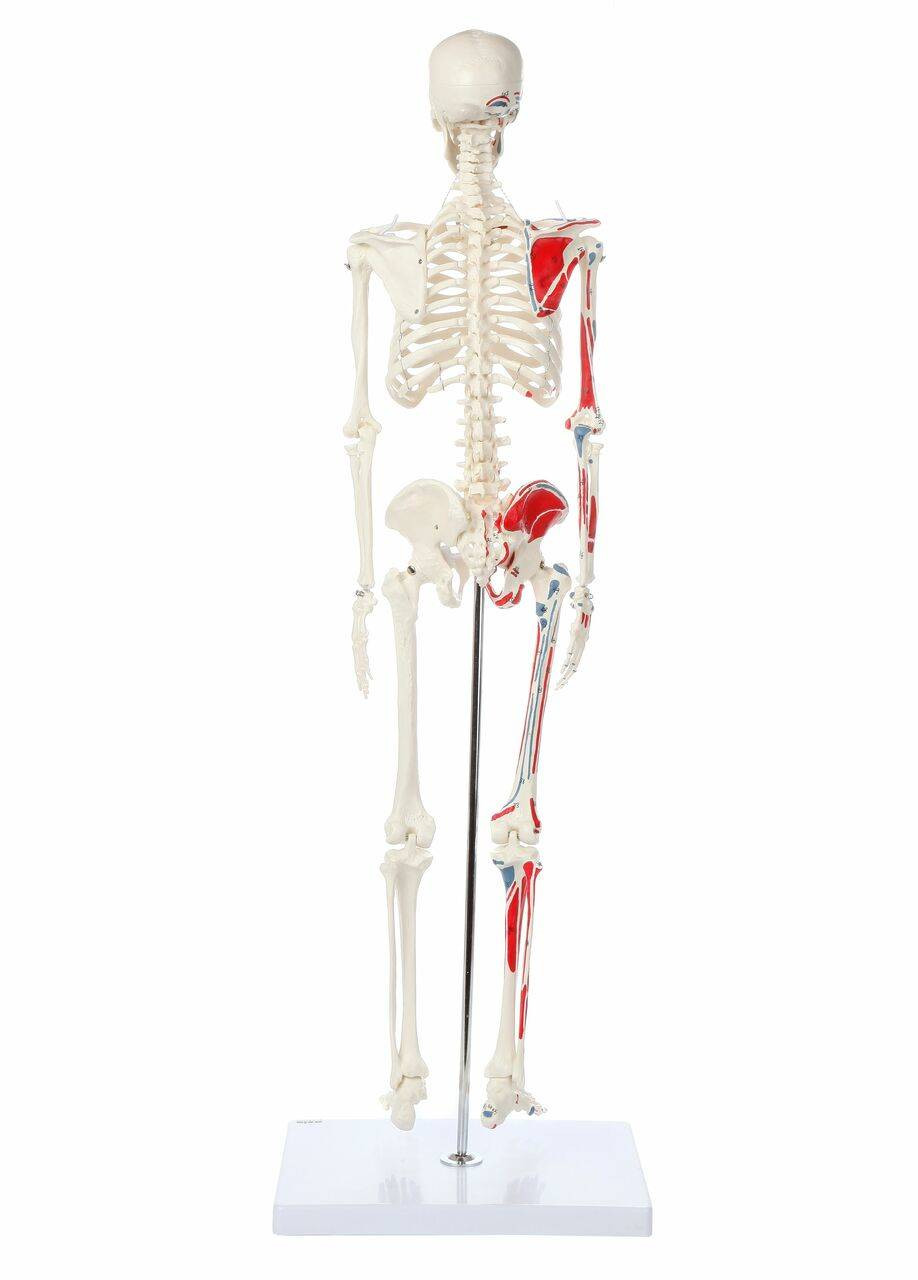 Axis Scientific Miniature 31" Muscle Painted and Numbered Human ...
