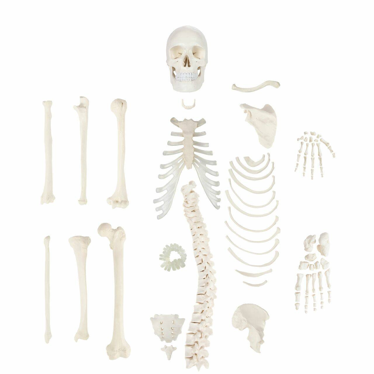 Axis Scientific Disarticulated Life-Size Half Skeleton Anatomy Model ...
