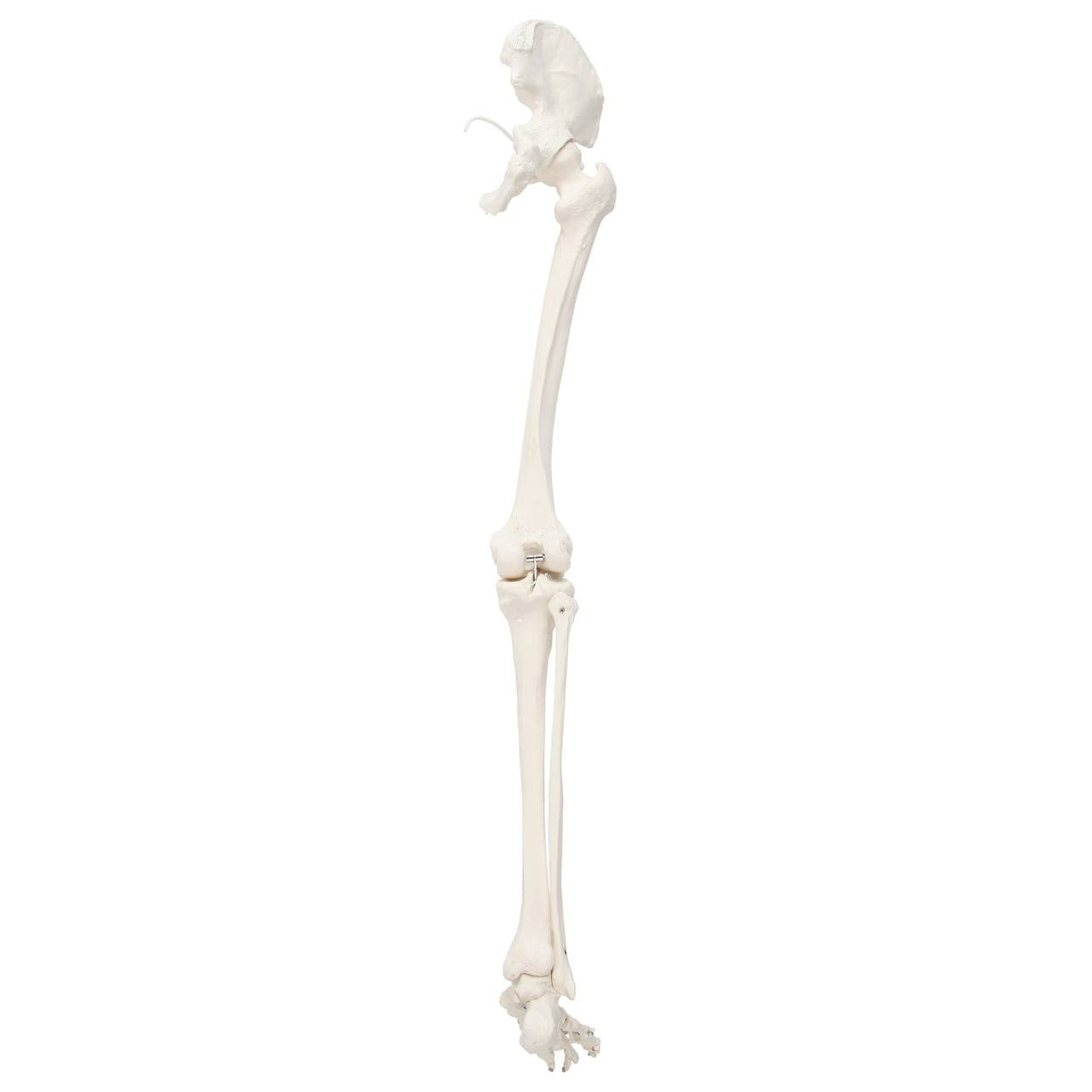 Axis Scientific - Movable Life-Size Leg Skeleton