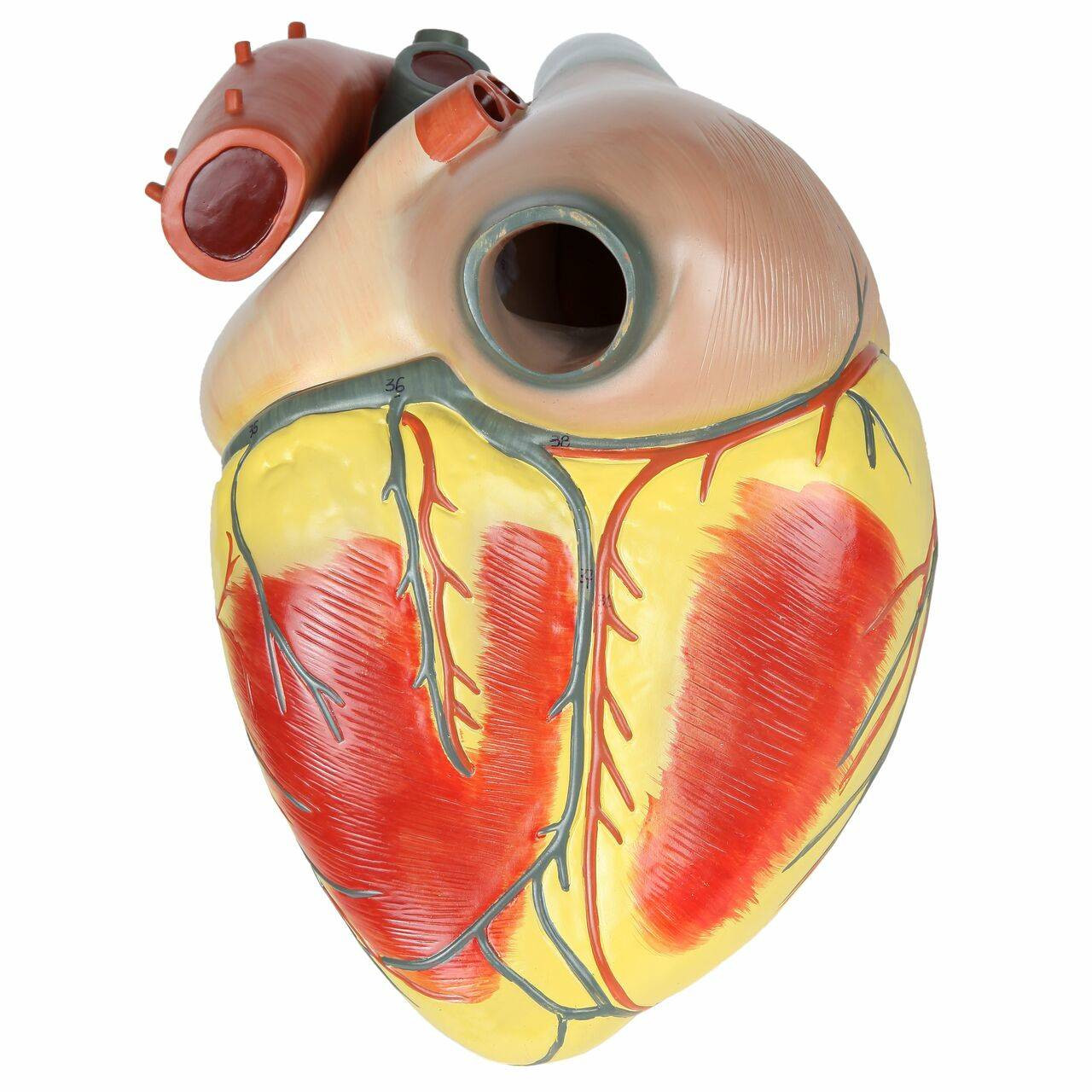 Axis Scientific 3x Life-Size 3-Part Human Heart Anatomy Model | Anatomy ...