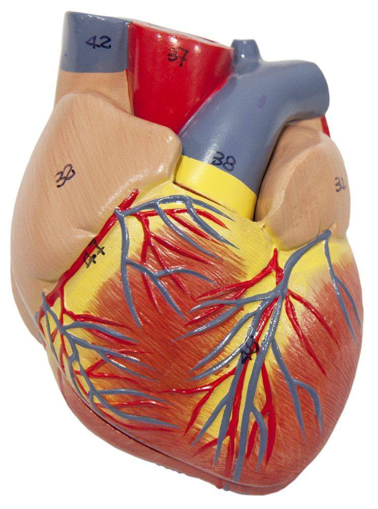 Axis Scientific 7-Part Human Lung and Respiratory System (3/4 Life-Size ...