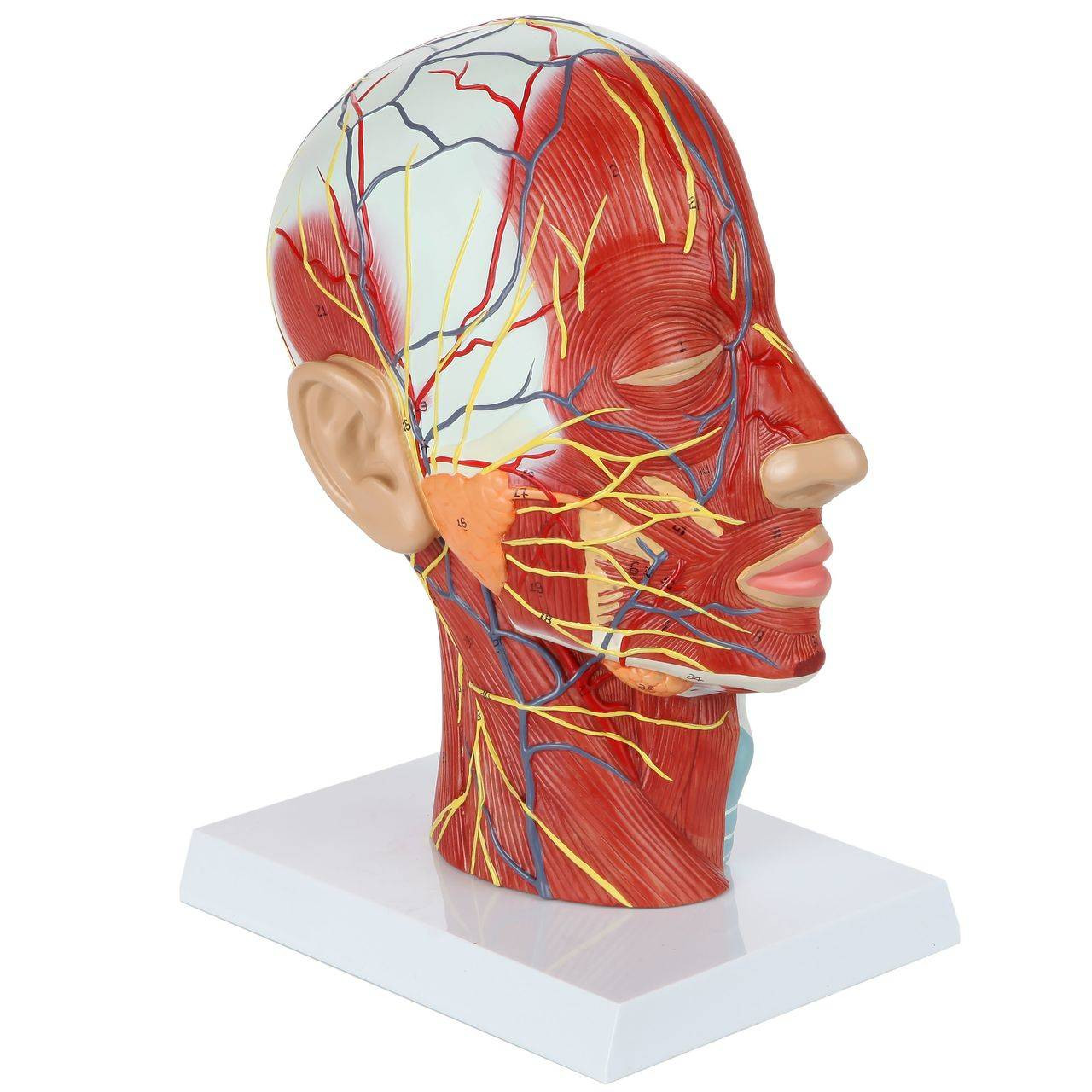 Axis Scientific Half Head with Muscles, Nerves and Vasculature ...