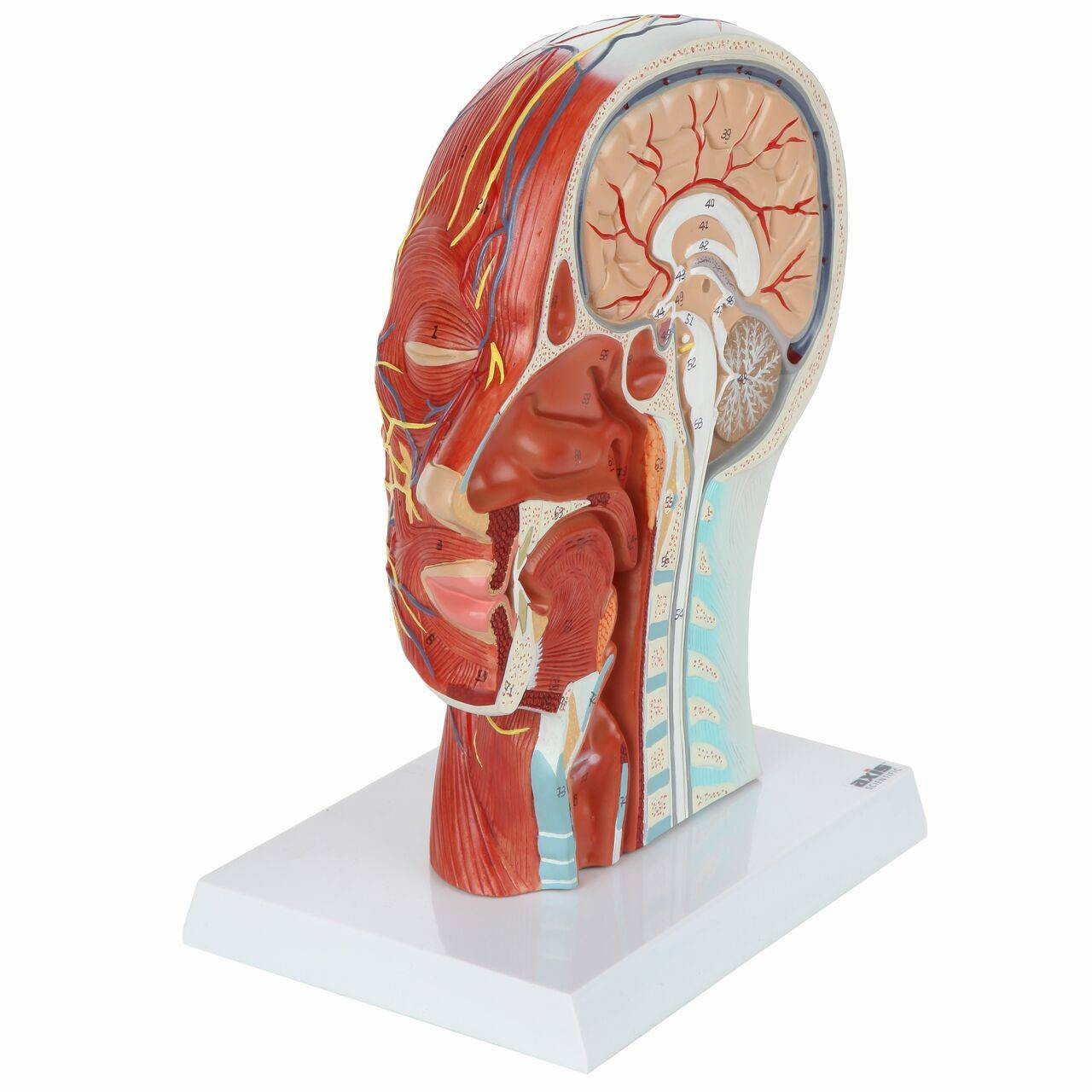 Axis Scientific Half Head with Muscles, Nerves and Vasculature ...