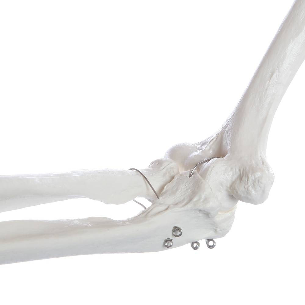 Axis Scientific Flexible Life-Size Human Skeleton Anatomy Model with ...