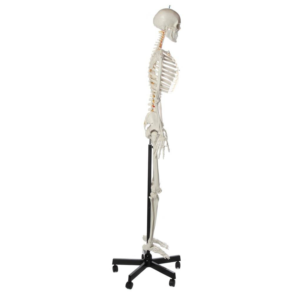 Axis Scientific Flexible Life-Size Human Skeleton Anatomy Model with ...