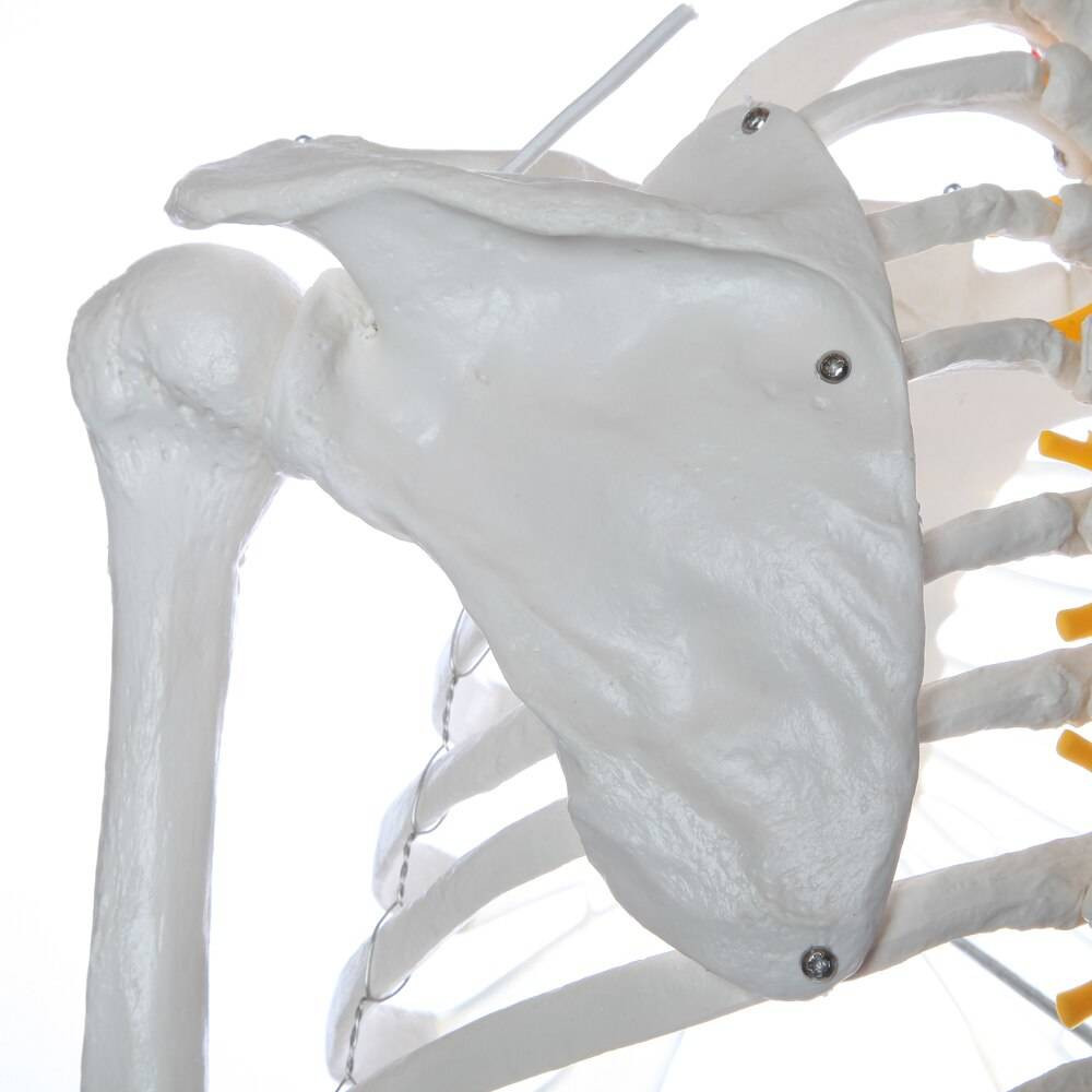 Axis Scientific Flexible Life-Size Human Skeleton Anatomy Model with ...