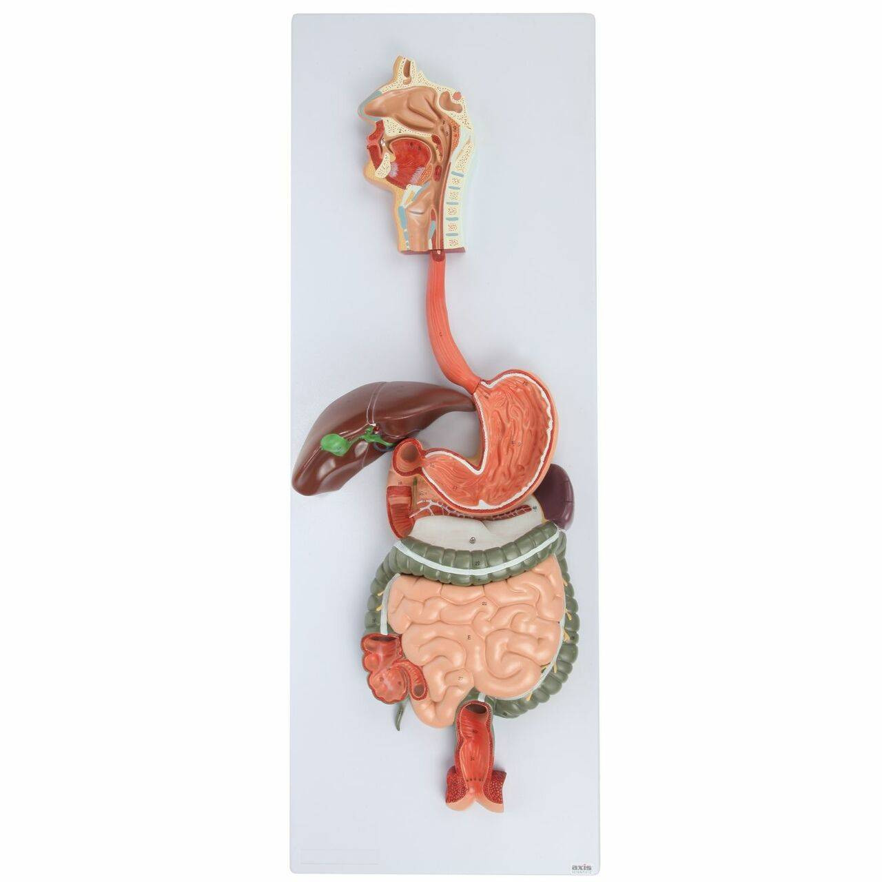 Anatomy Model Digestive System in 5 Parts