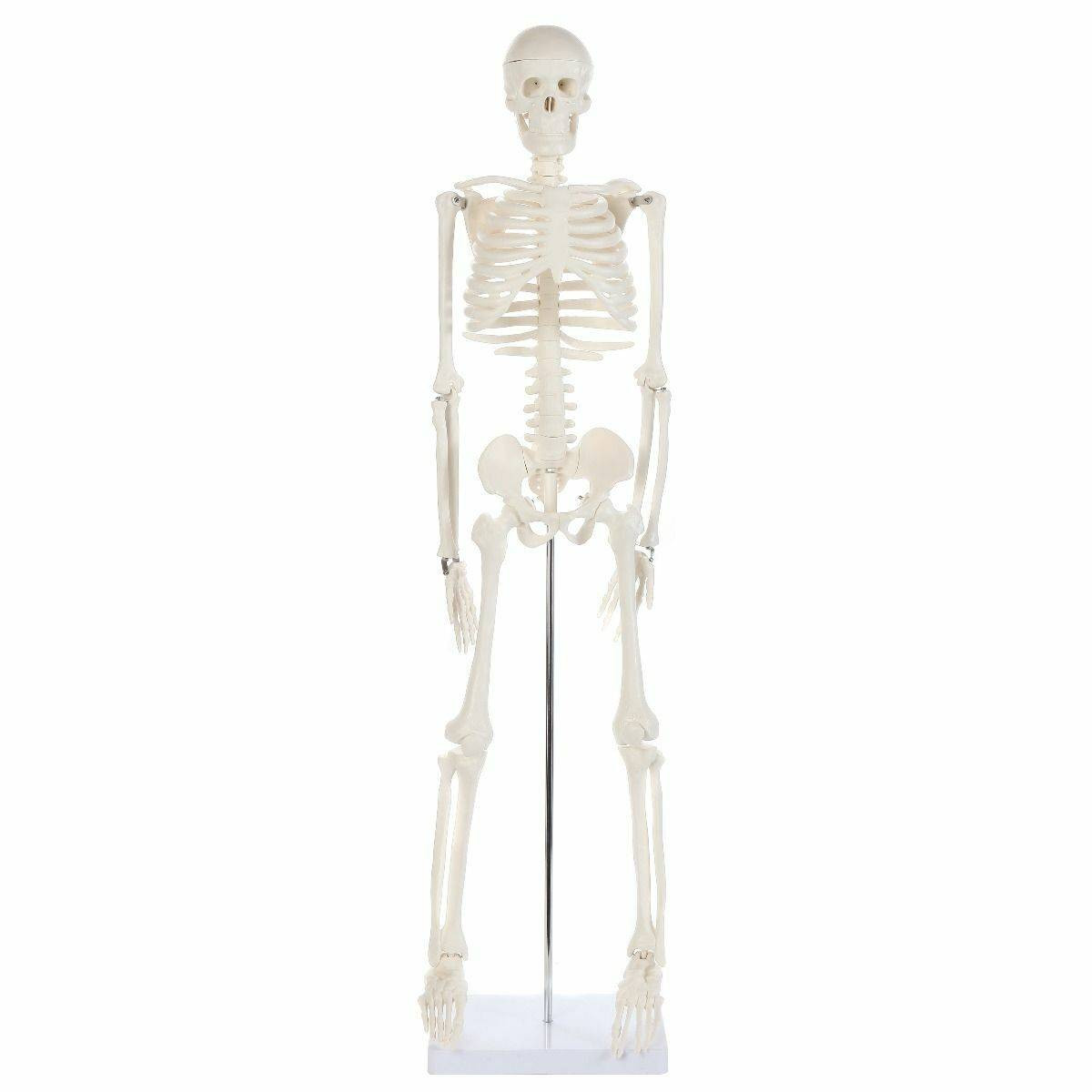 Anatomy Lab Essential Flexible Mini Skeleton Drawing Anatomy Lab ...