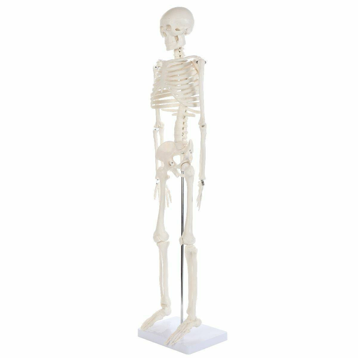Anatomy Lab Essential Mini 35" Skeleton | Anatomy Warehouse