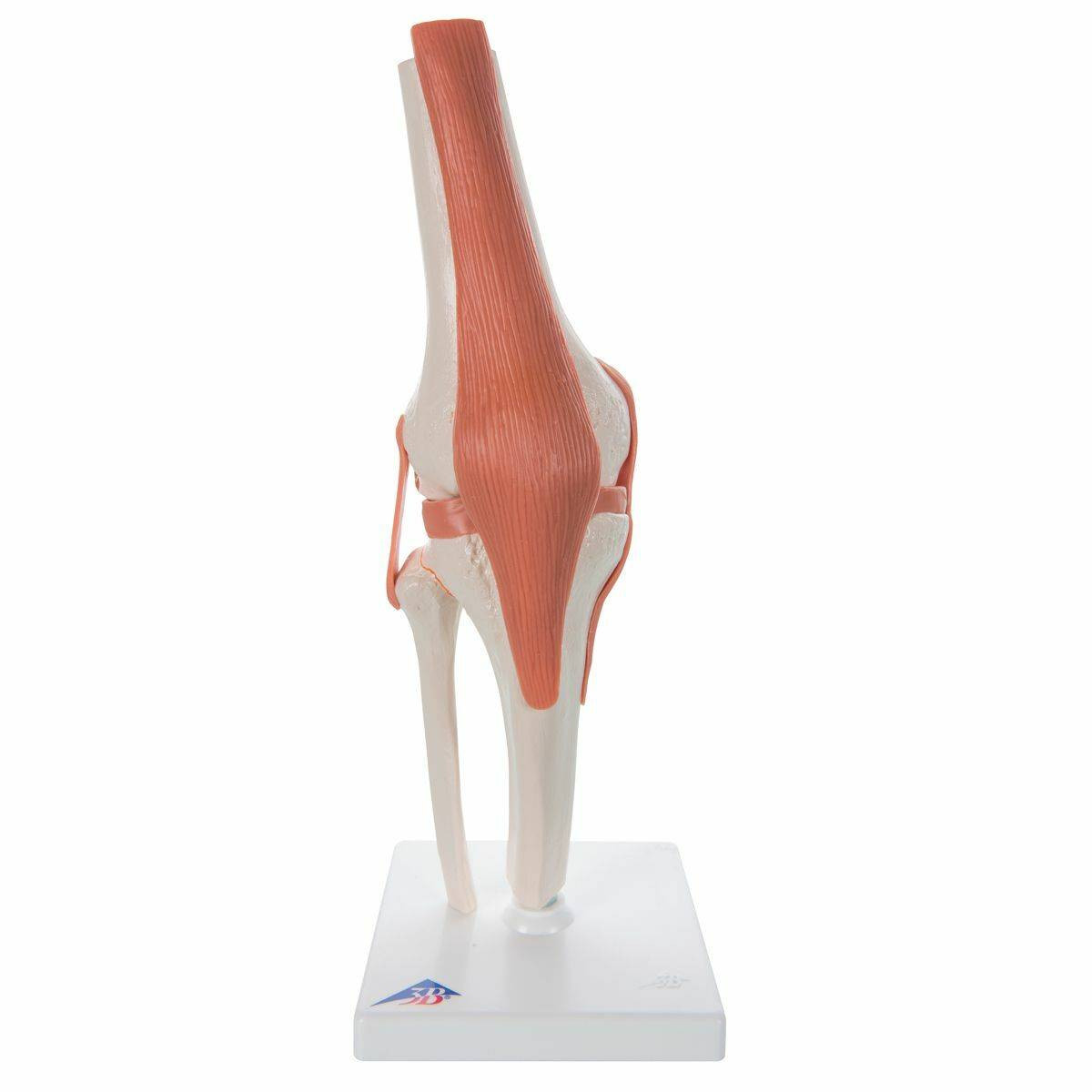 3B Scientific Functional Knee Joint Anatomy Model | Anatomy Warehouse